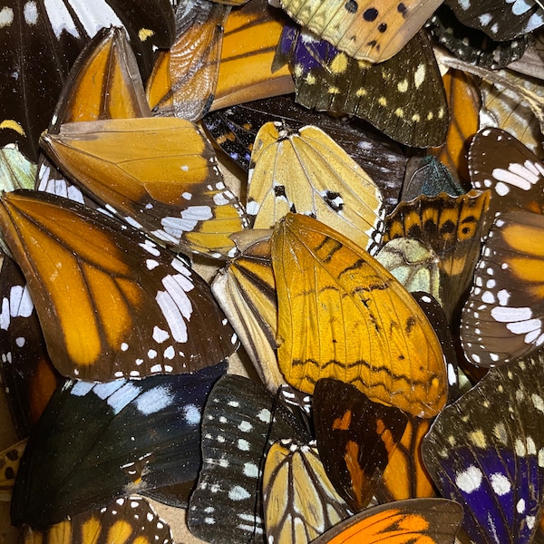 Real Butterfly Wing - Etsy