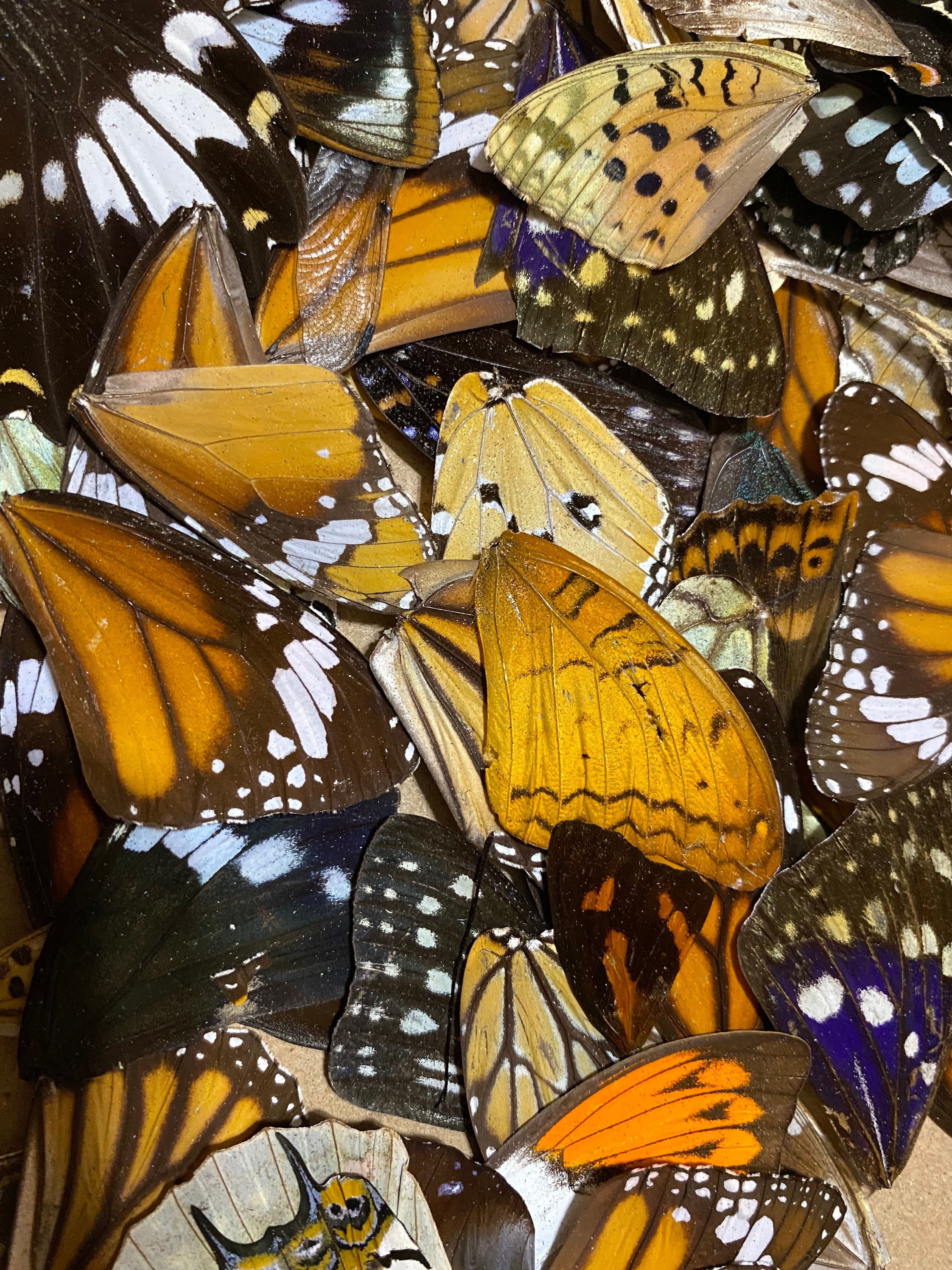 10-Pack Real Butterfly Wings - Vibrant Treasures from Nature — Woodland ...