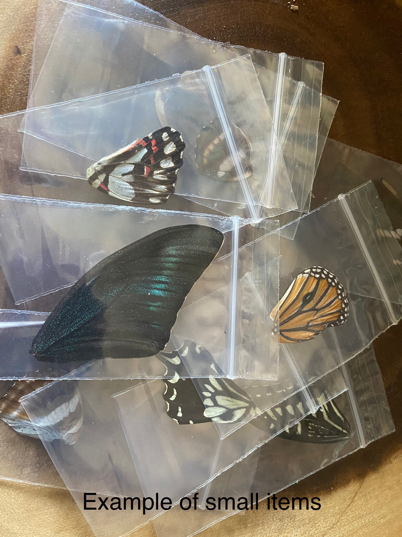 Oddities and Curiosities Taxidermy Mystery Box - Unveil the Peculiar ...