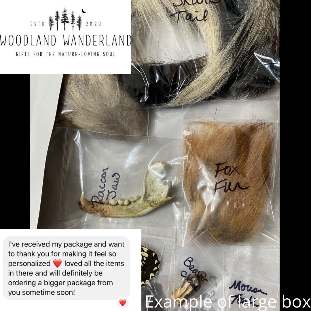 Oddities and Curiosities Taxidermy Mystery Box - Unveil the Peculiar ...