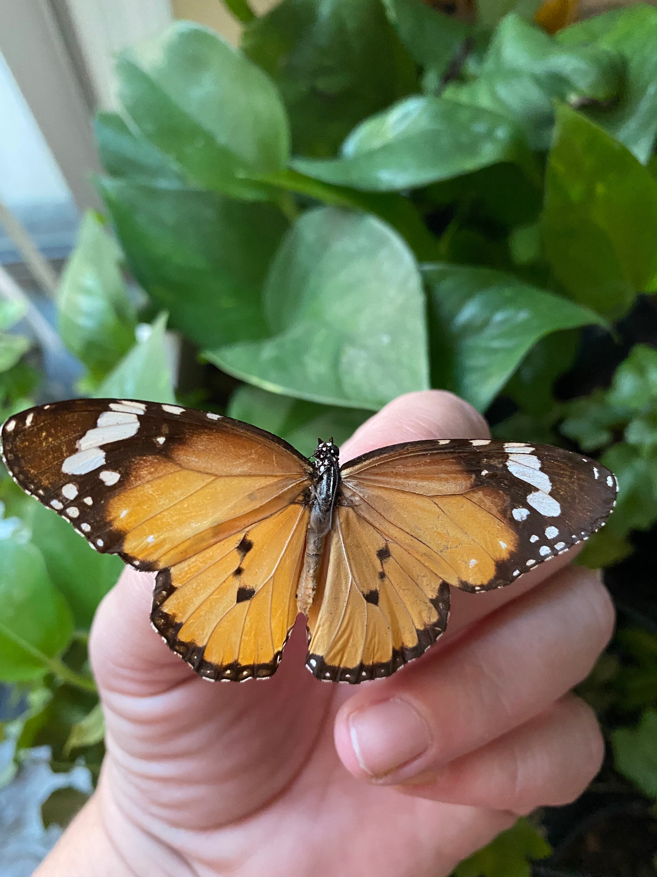 Madagascar Monarch Real Preserved Butterfly - A Window into the Exotic ...
