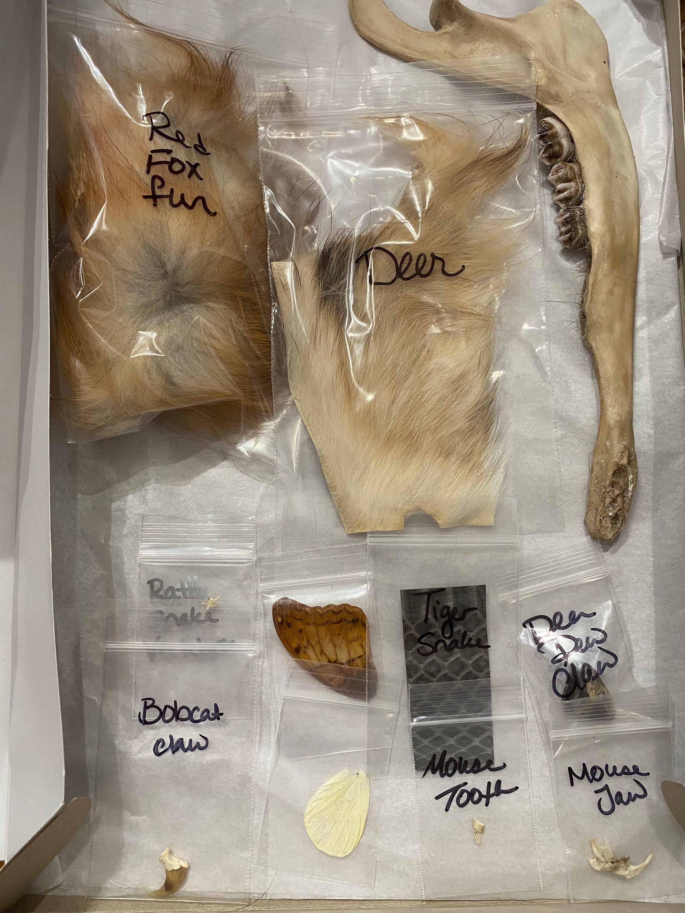 Oddities and Curiosities Taxidermy Mystery Box - Unveil the Peculiar ...