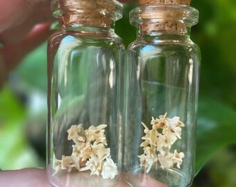 Rattlesnake Display - Etsy