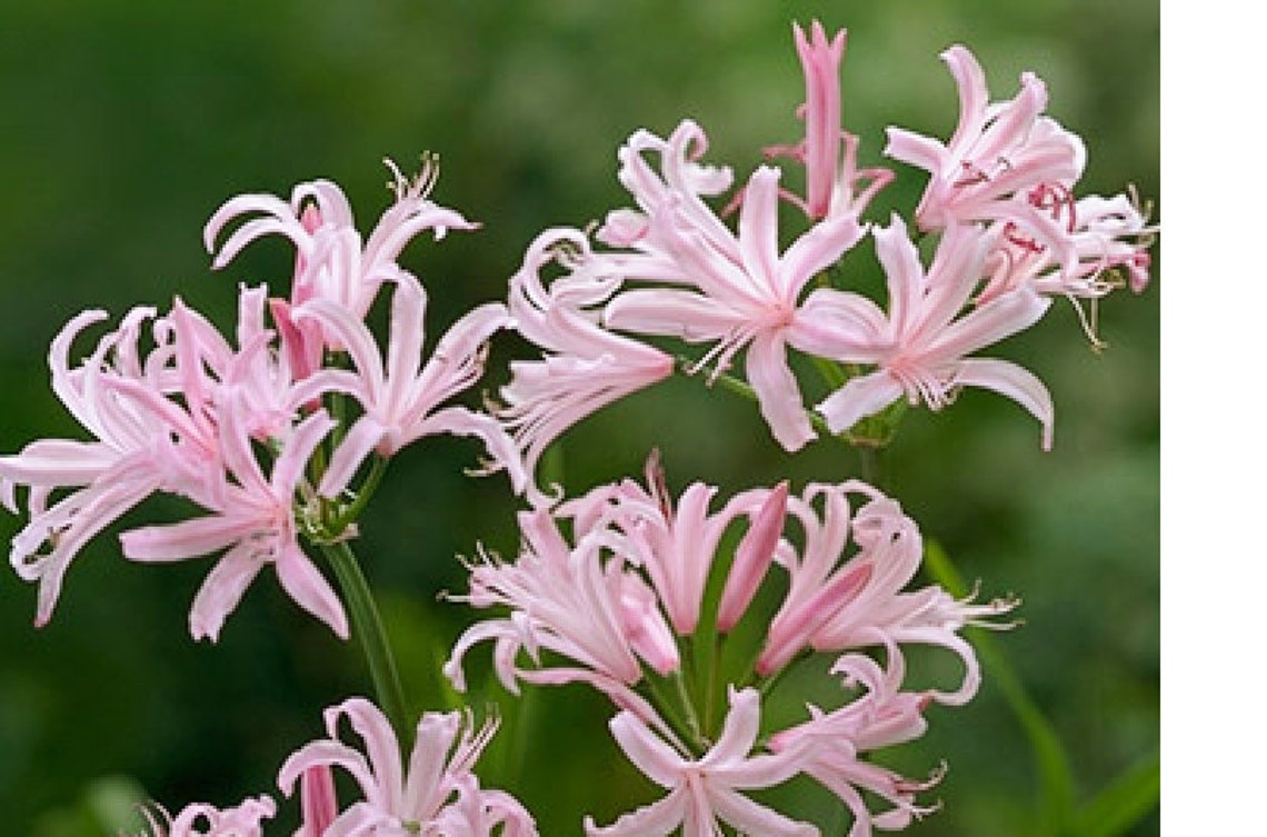 5 Magic Lily Bulbs Japanese Spider Lilies Surprise Lilies - Etsy