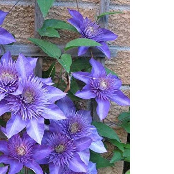 Clematis Vine - Etsy