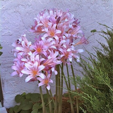 5 Magic Lily Bulbs Japanese Spider Lilies Surprise Lilies - Etsy