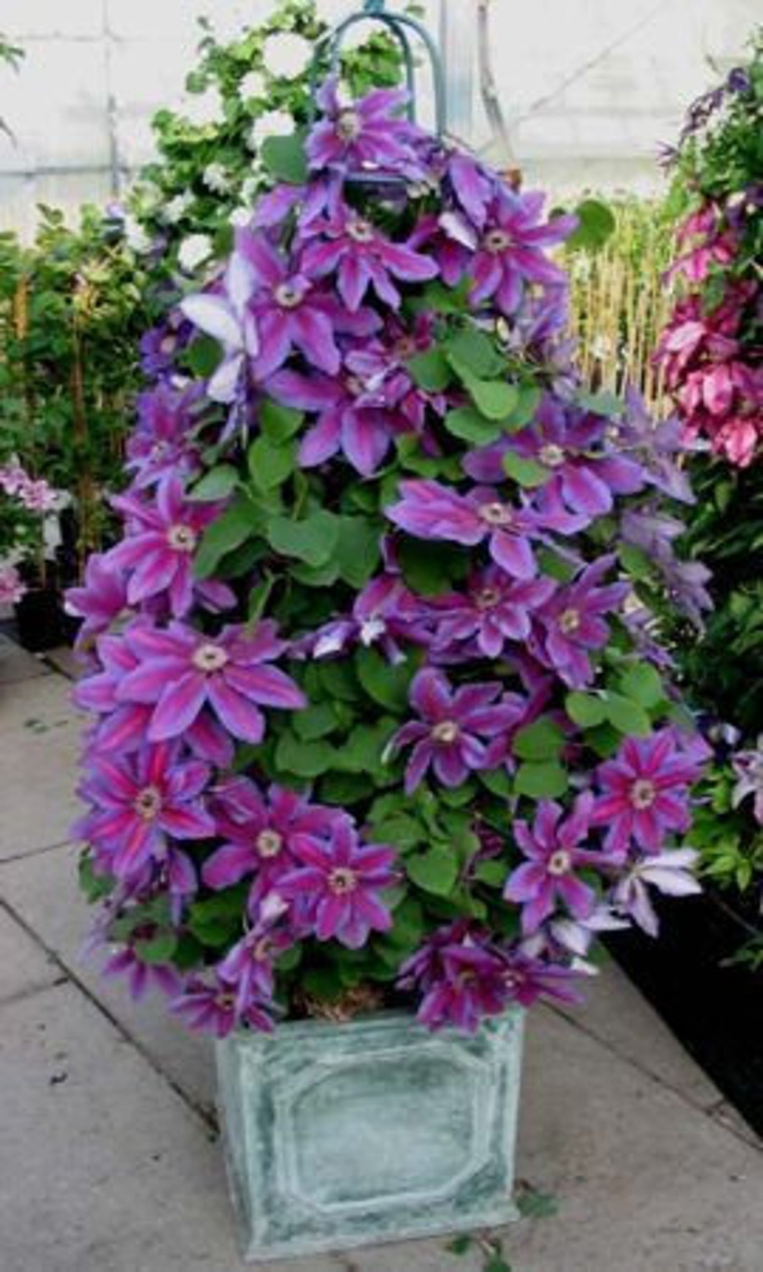 Fireworks Clematis Vine Early Flowers on Gorgeous Plant - Etsy