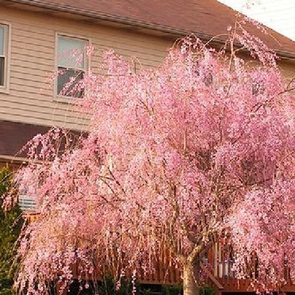 Dwarf Weeping Cherry Tree - Etsy