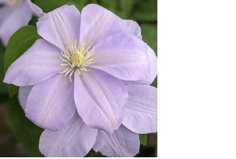 Silver Moon Clematis Live Plant Gorgeous Perennial Flowering Vine ...
