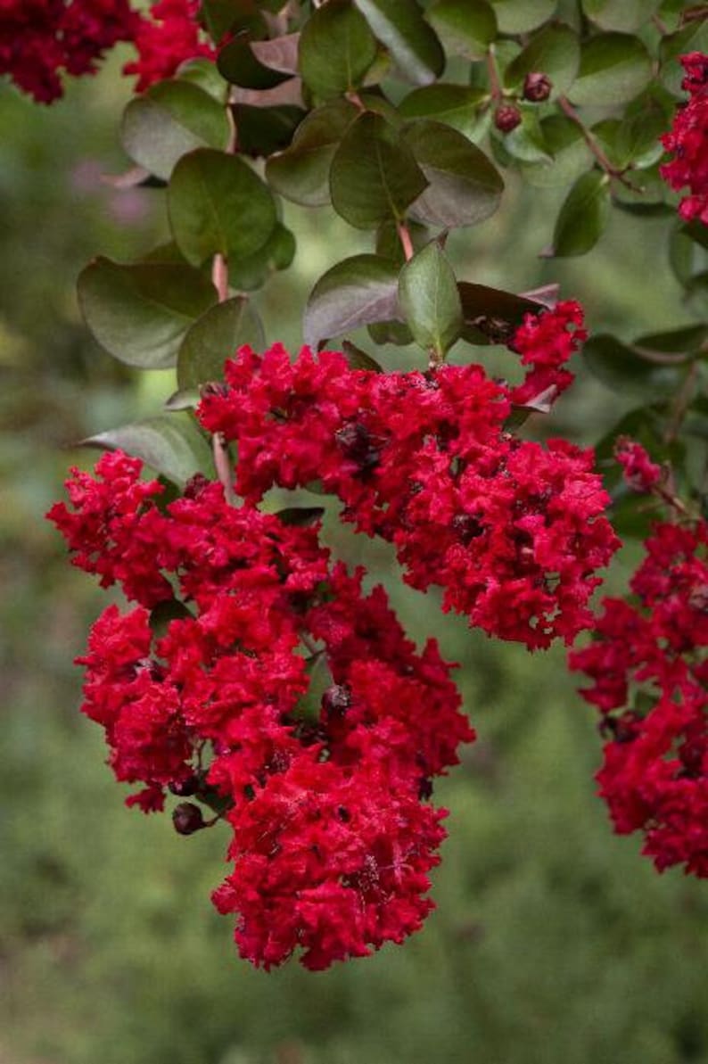Deep Red Crape Myrtle Trees/shrubs Dynamite - Etsy