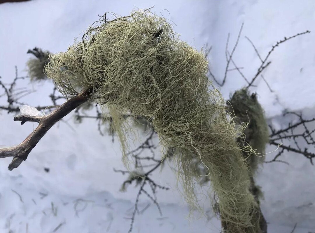 Usnea - Lichen Barbara - Old Man’s Beard - From Northern Maine Where ...