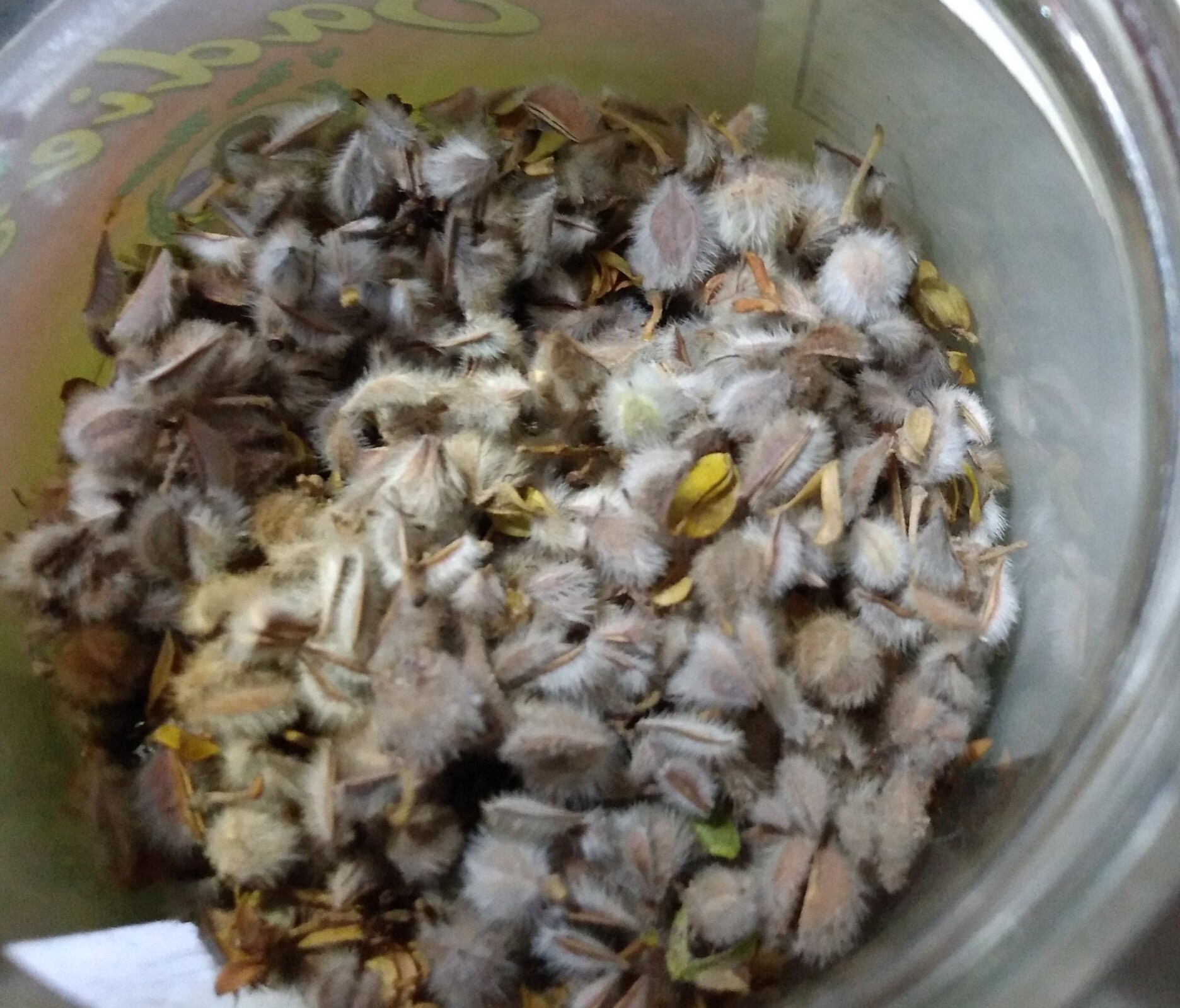 Creosote Bush Seeds larrea Tridentata - Etsy