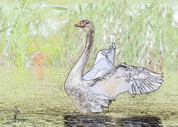 Swan Landing Illustration Art Drawing Wall Art Home - Etsy