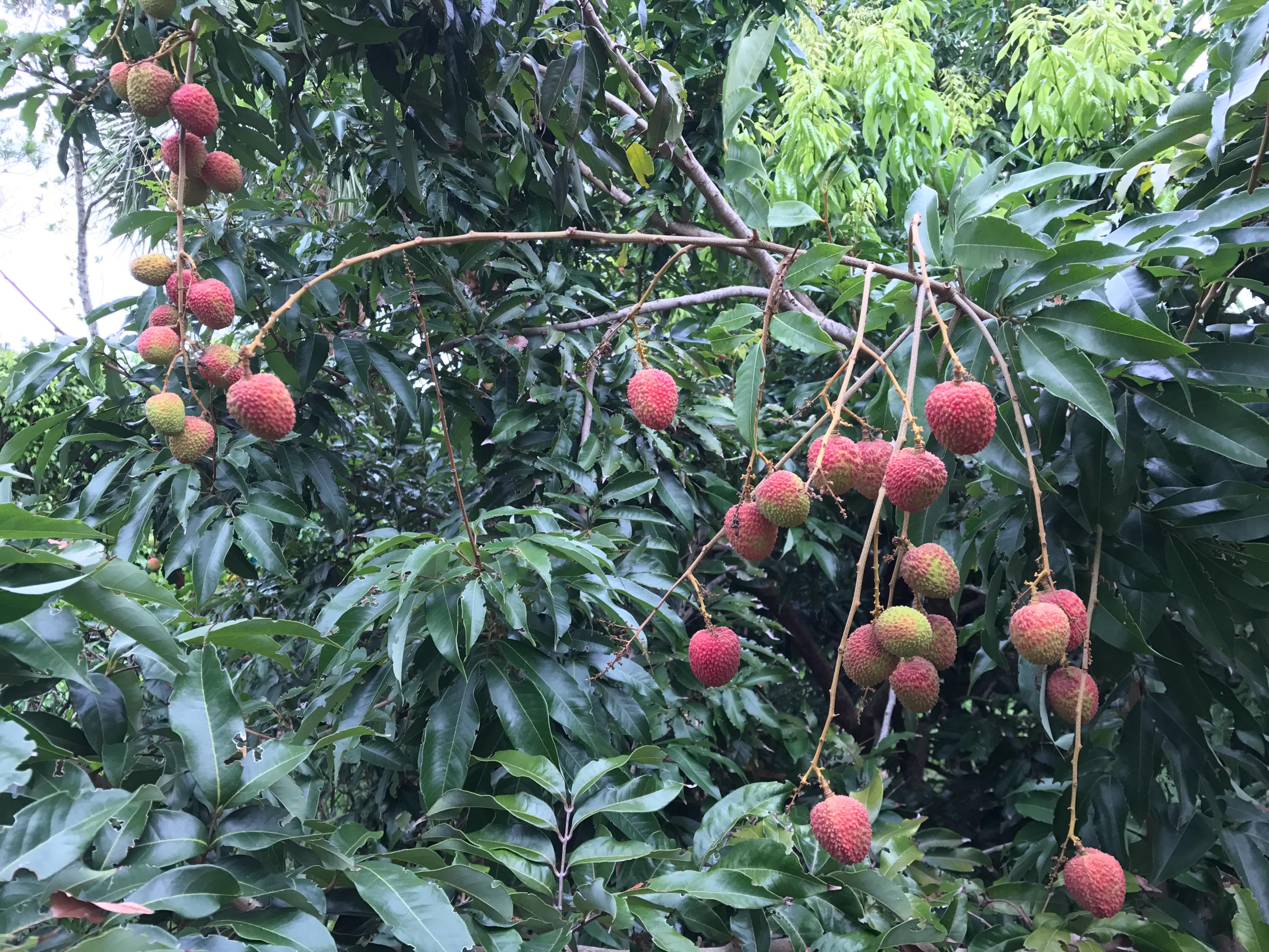 Lychee Fruit Tree Digital Backdrop Litchi Soapberry Red Green Leaves 56 ...