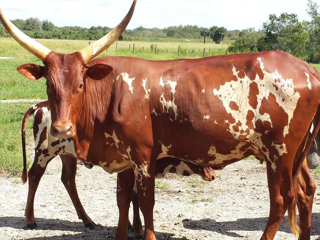 Bull Male Cow Cattle Horns Farm Mammal Animal Muscular Strong Mature ...