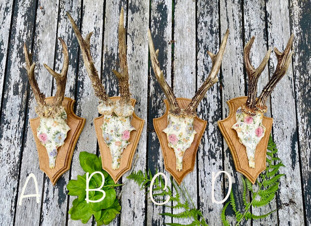 Mounted Buck Roe Deer Decoupage Skull - Etsy