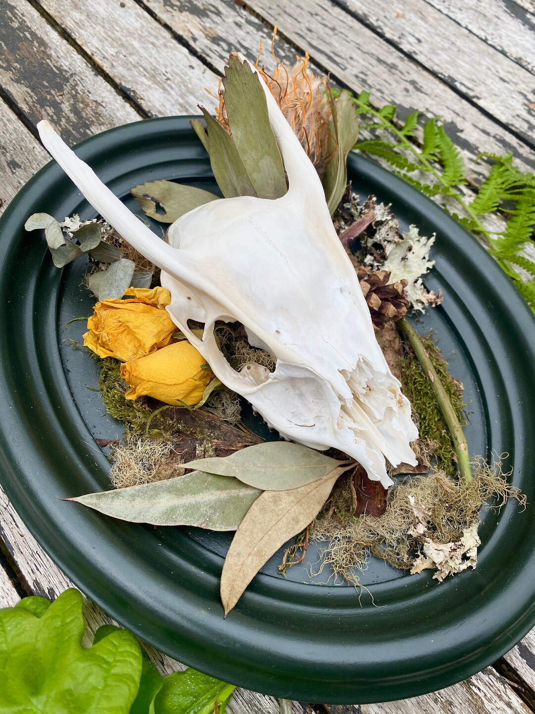Buck Muntjac Taxidermy Vintage Photo Frame With Dried Flowers - Etsy