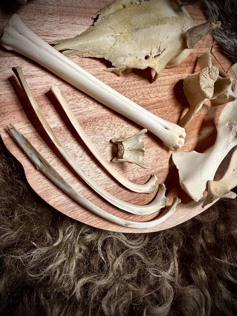 Oddity Bone Box - Etsy UK