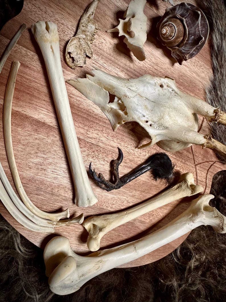 Oddity Bone Box - Etsy UK