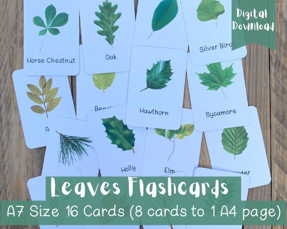 Types Of Leaves For Kids