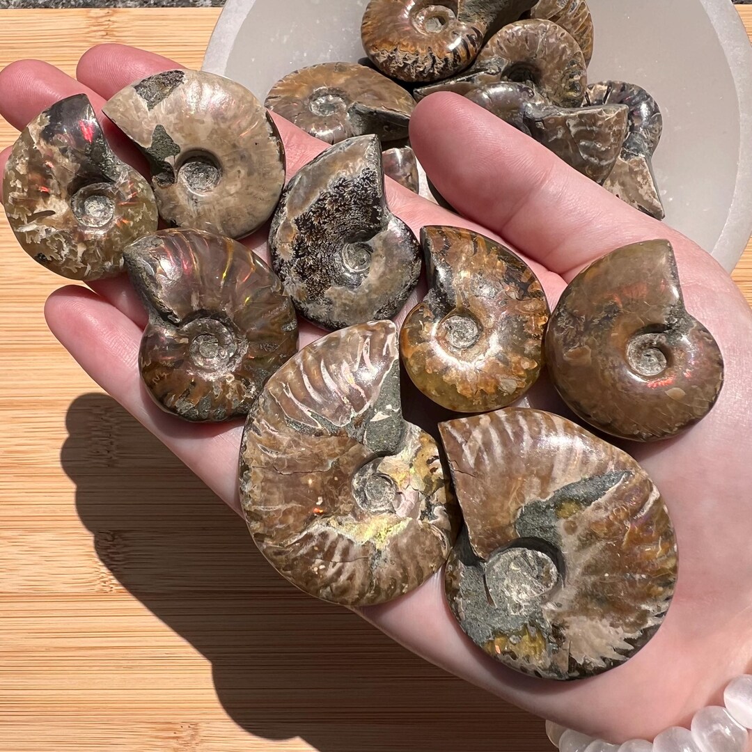 Ammonite Fossil - Rainbow Ammonite Crystal - Fire Ammonite - Iridescent ...