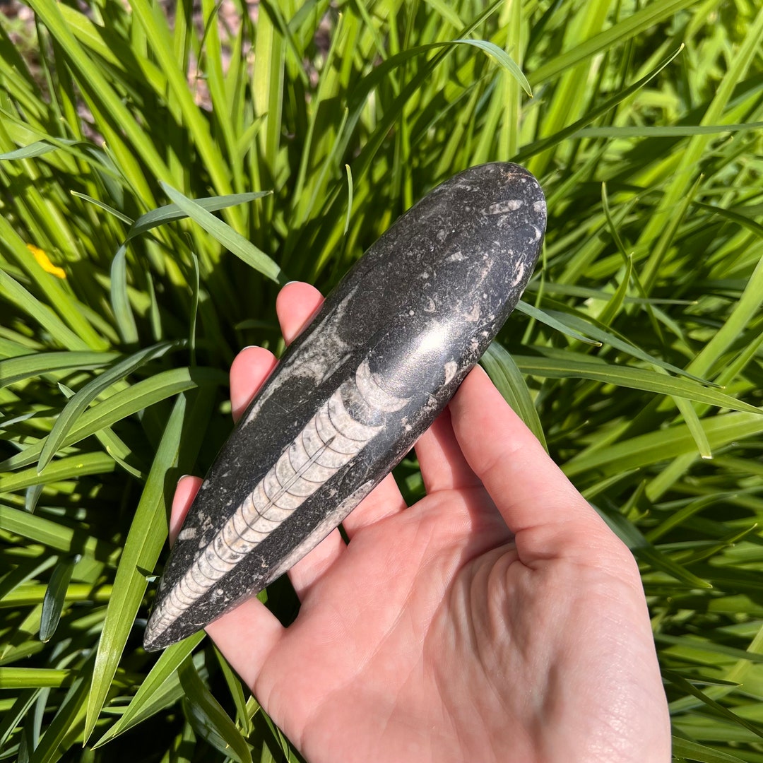 Orthoceras Fossil Large Orthoceras Polished Fossil - Etsy