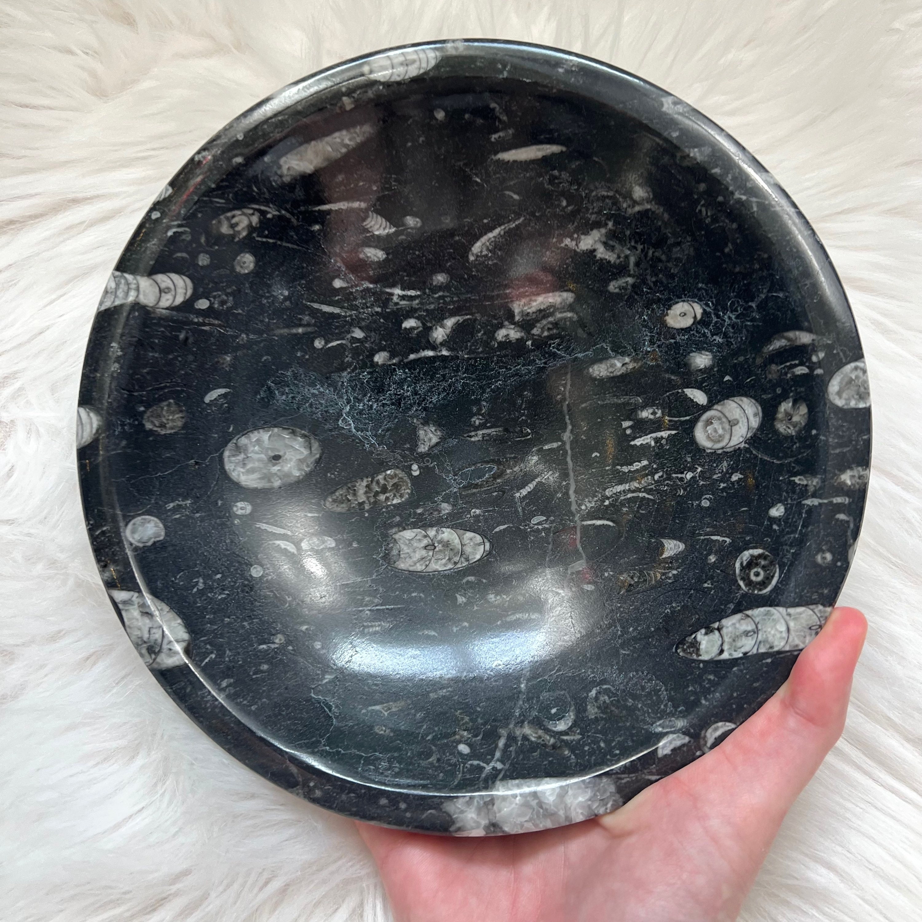 Orthoceras Fossil Bowl Large Orthoceras Polished Fossil - Etsy