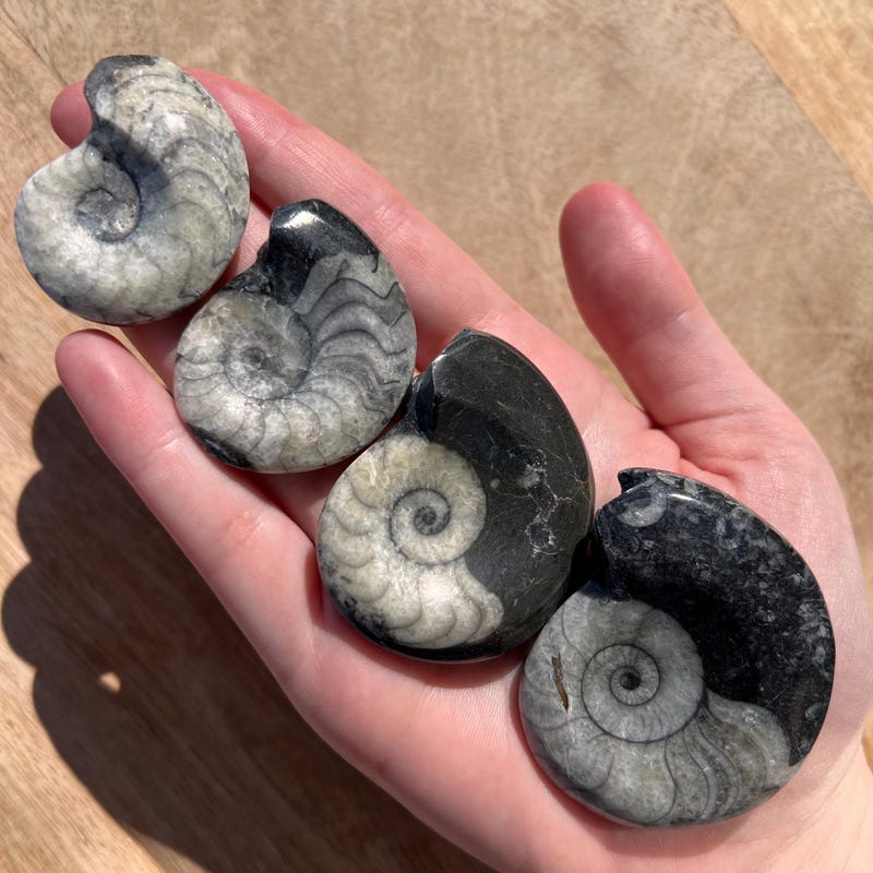 Polished Fossils - Etsy