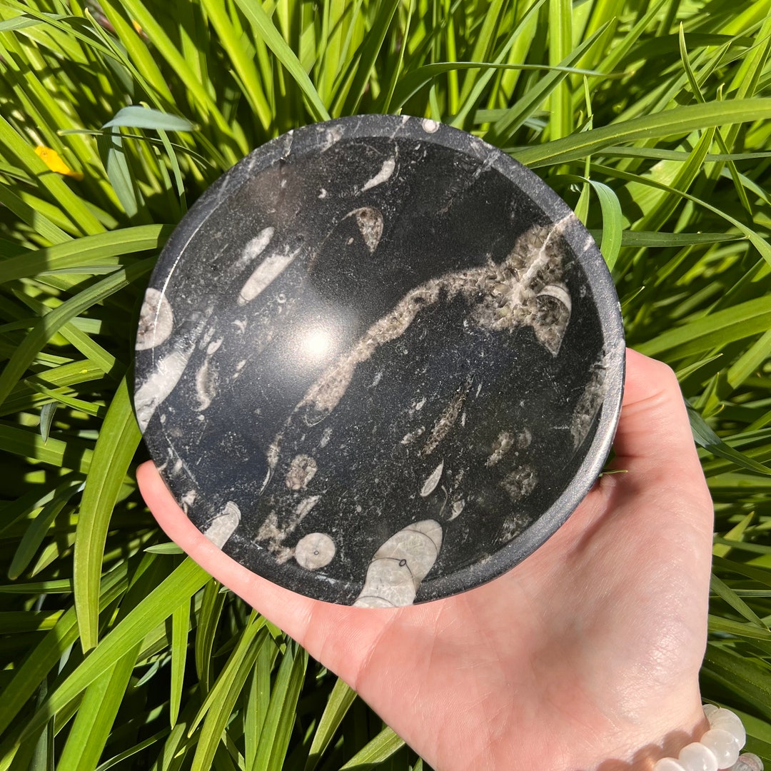 Orthoceras Fossil Bowl - Orthoceras Polished Fossil - 4.5" Orthoceras ...
