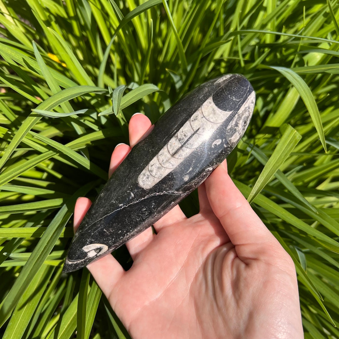 Orthoceras Fossil - Large Orthoceras Polished Fossil - Etsy