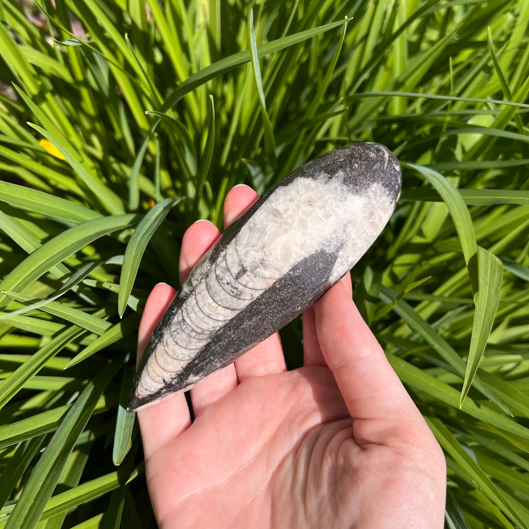 Orthoceras Fossil - Large Orthoceras Polished Fossil - Etsy