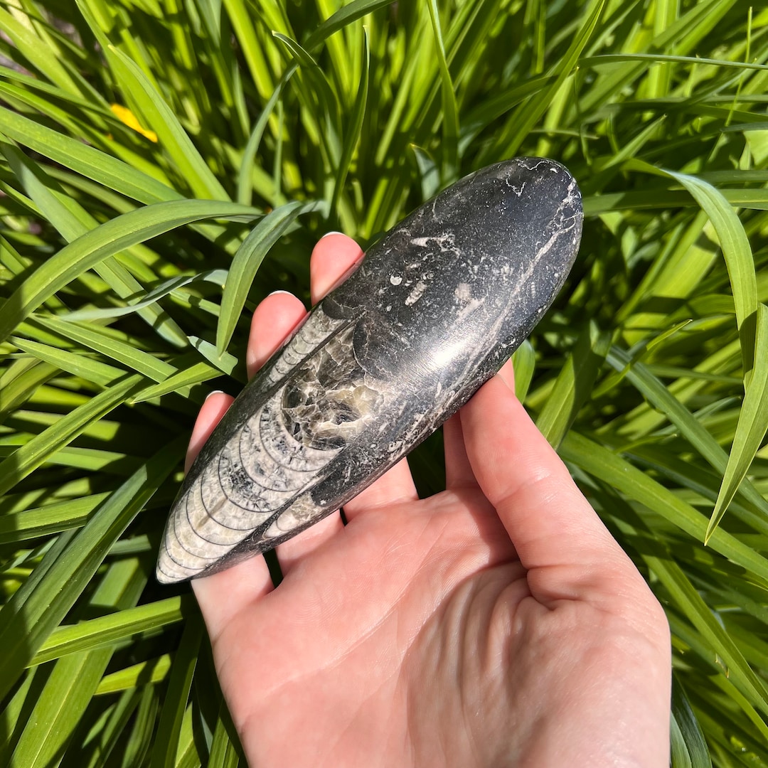 Orthoceras Fossil - Large Orthoceras Polished Fossil - Etsy