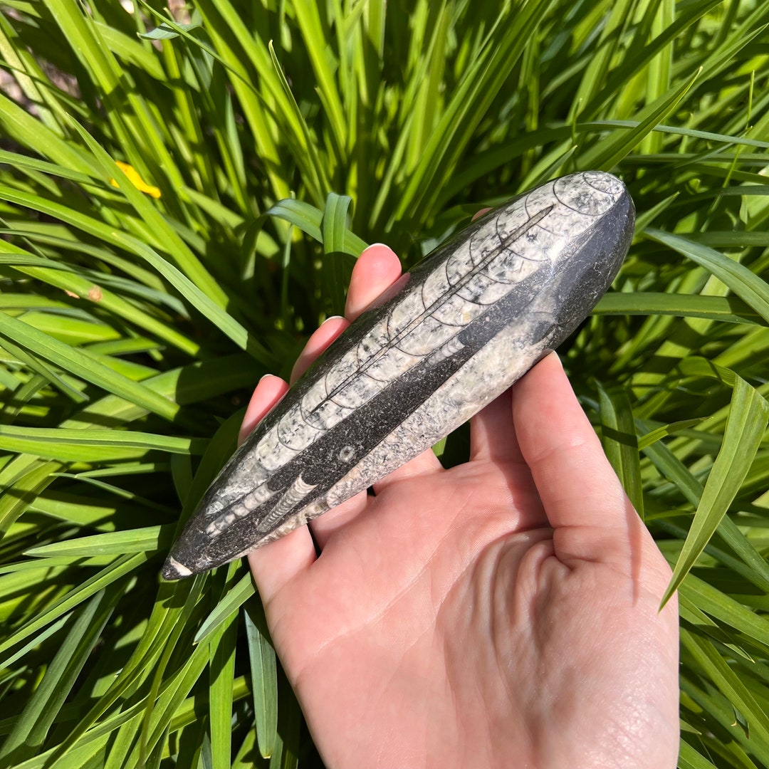 Orthoceras Fossil - Large Orthoceras Polished Fossil - Etsy