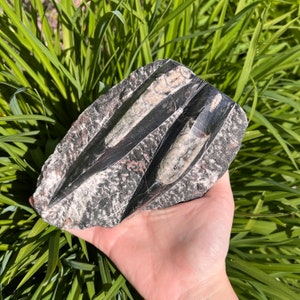 Orthoceras Fossil on Matrix - Large Orthoceras Polished Fossil on Matrix - Etsy