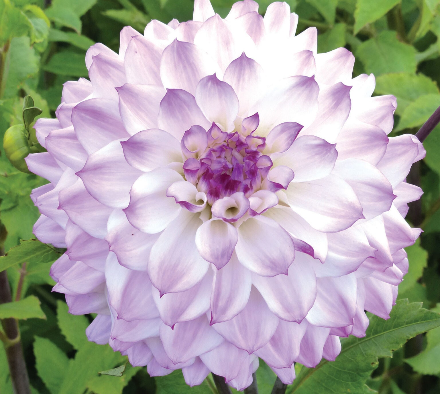 Dahlia Tuber Hapet Blue Eyes Lilac/white Bicolor SHIPS - Etsy