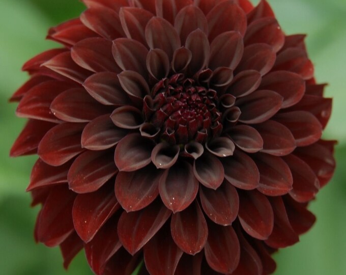 La Recoleta Dahlia Tubers - Probably the Darkest Dahlia There Is ...