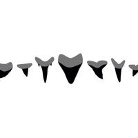 Leopard Shark Embroidery Design File 4x4 PES Trendy Beach Teeth Tooth ...
