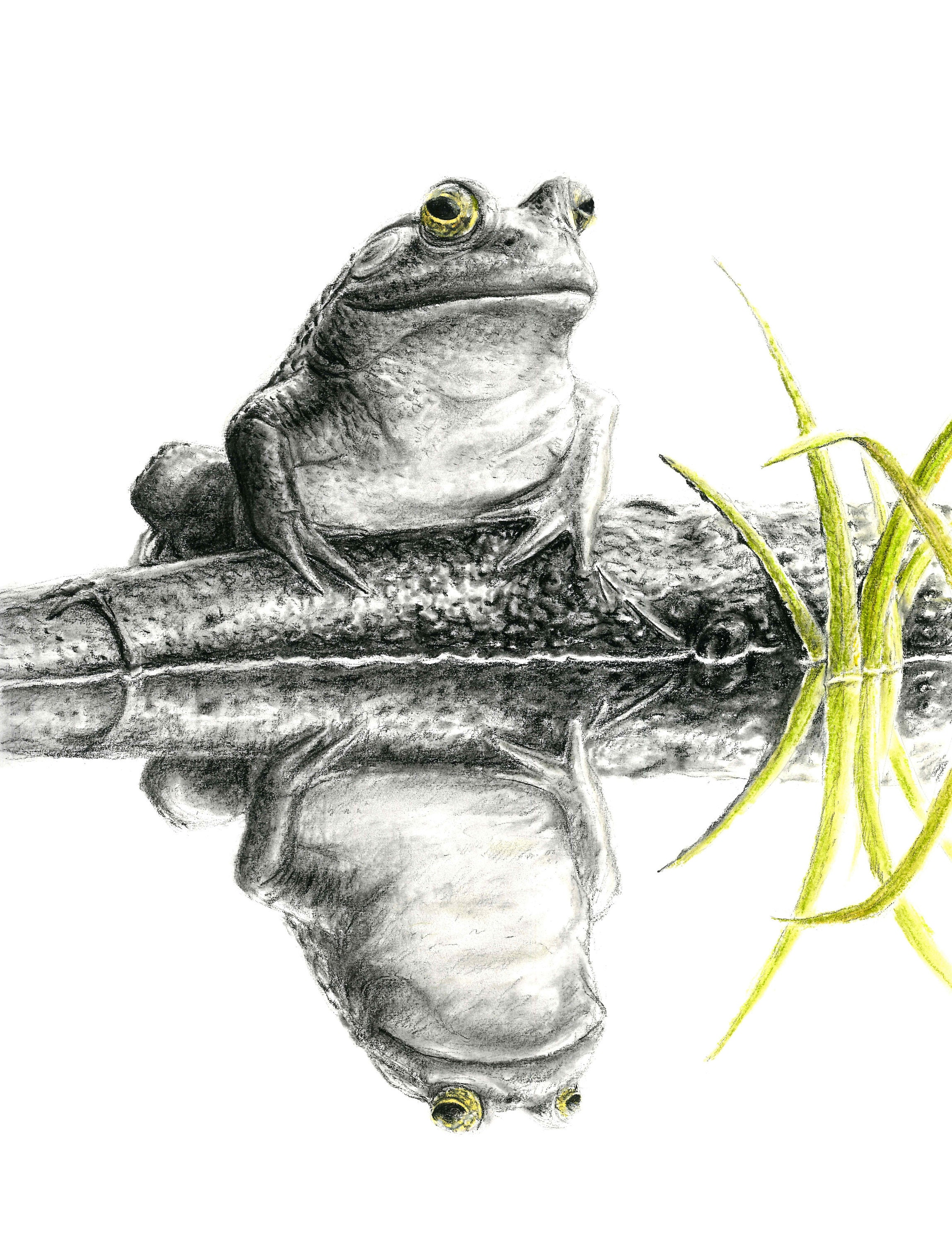 Bullfrog Poster. Charcoal and Pastel - Etsy