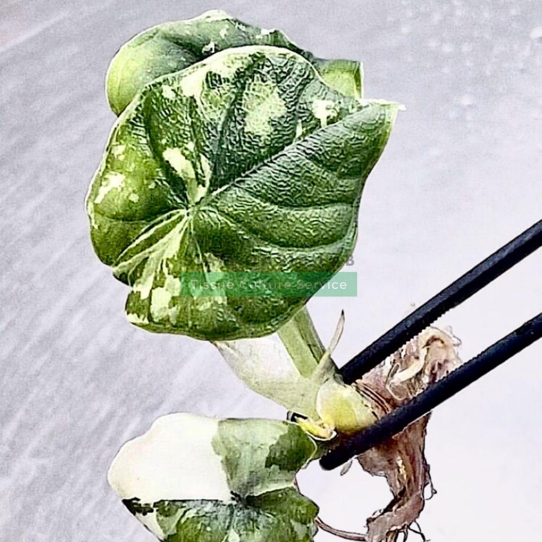 Rare Variegated Alocasia Melo Albo L High-quality Tissue Culture - Etsy