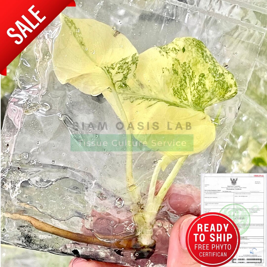 Monstera Legacy Variegated | Tissue Culture Plant | Rare Aroid | High ...