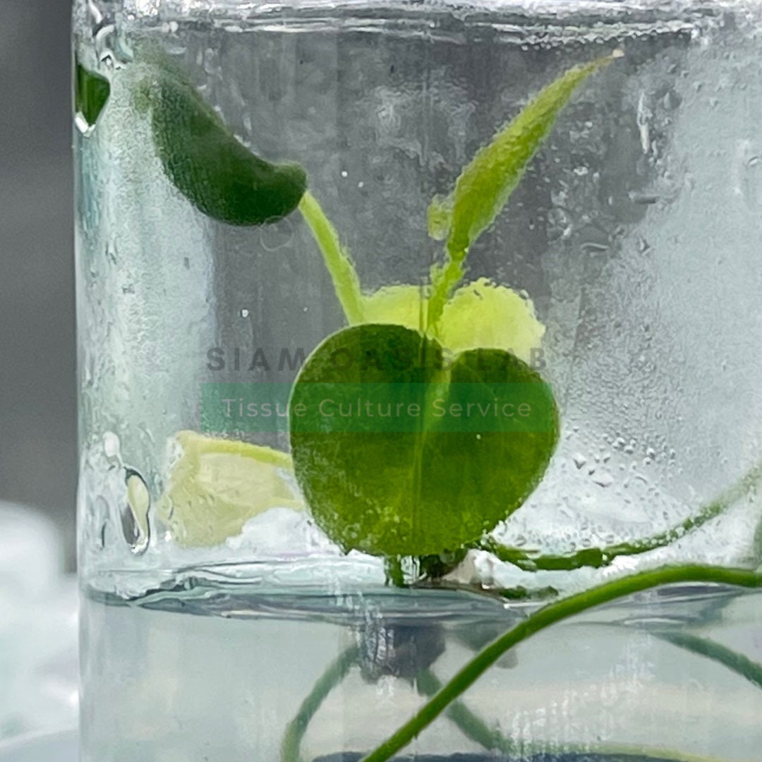 Anthurium Ace of Spades AOS Ture ID L High-quality Tissue Culture - Etsy