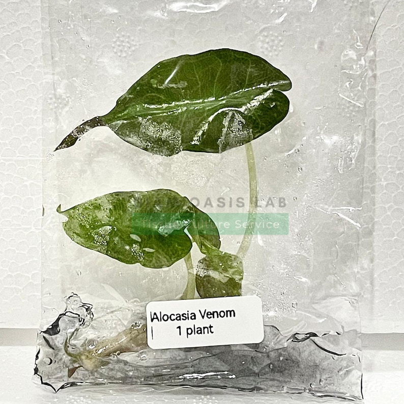 Alocasia Venom X2 Plants Tissue Culture Plant - Rare Plant - Free Phyto ...