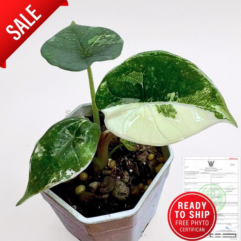 Alocasia bisma variegated - Etsy Schweiz