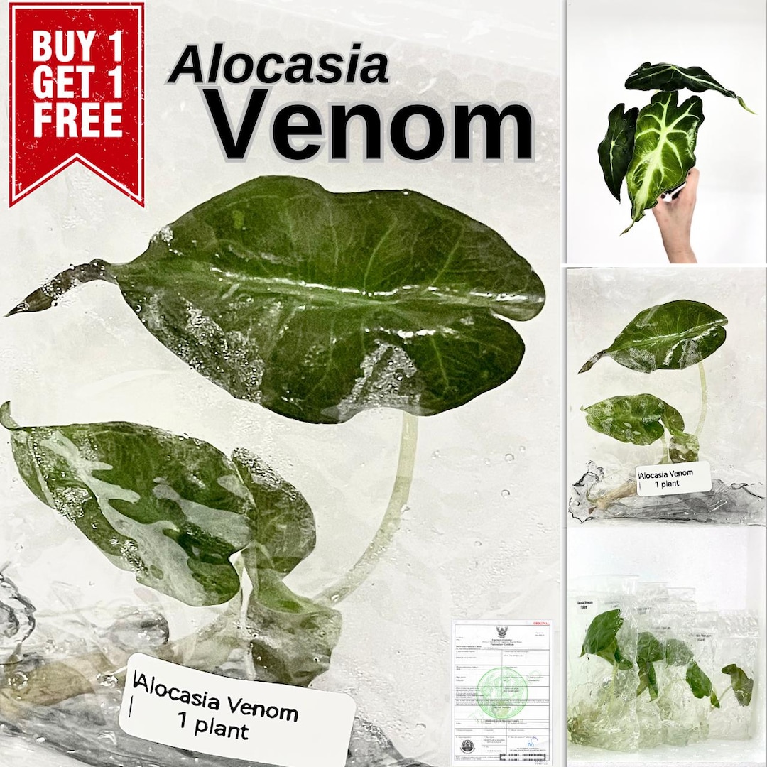 Alocasia Venom Tissue Culture Plant - Rare Variegated Plant - Free ...