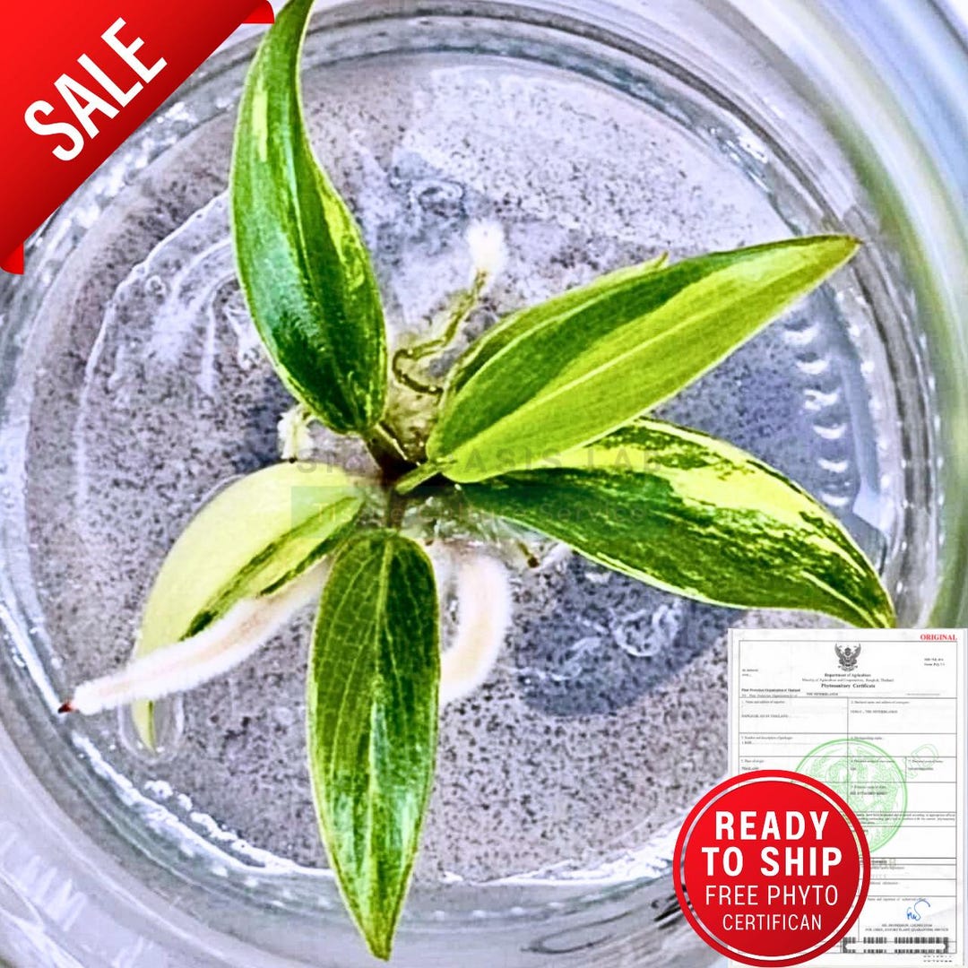 Planta de cultivo de tejidos abigarrada de filodendro caramelo mármol ...