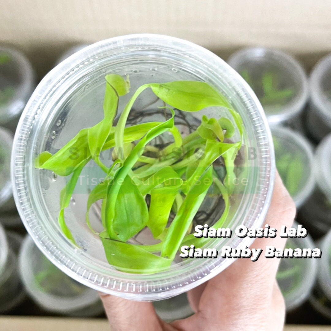 Musa Siam Ruby Variegated Banana TC L High-quality Tissue Culture ...