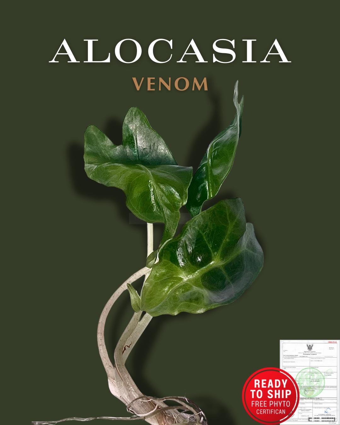 Alocasia Venom X2 Plants Tissue Culture Plant - Rare Plant - Free Phyto ...