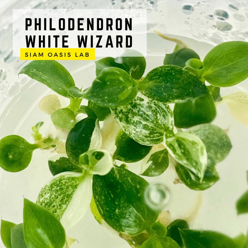 Variegated Philodendron White Wizard TC (10 Plants) - Etsy