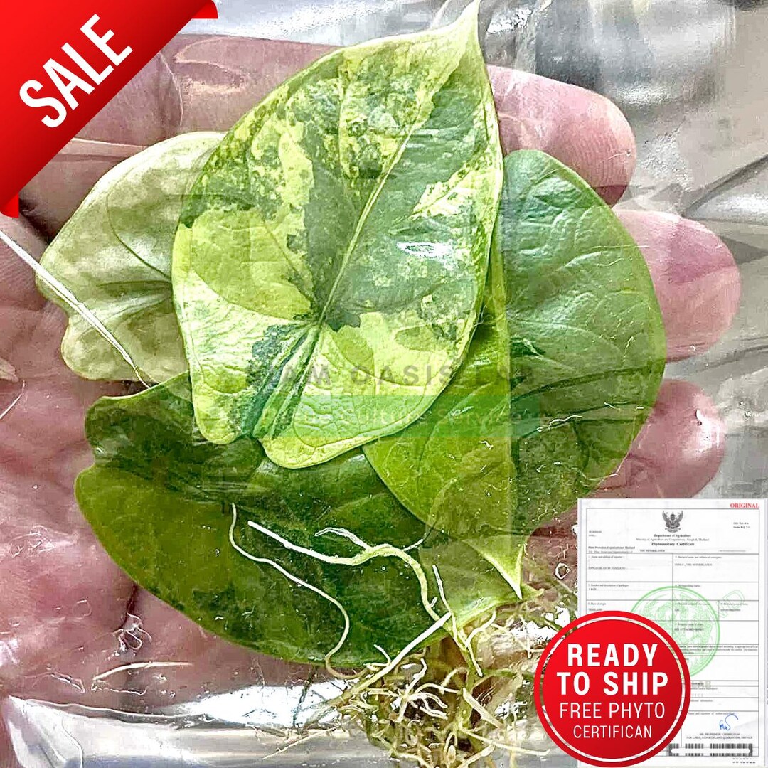 Variegated Alocasia Silver Dragon Aurea Tissue Culture Plant | Limited ...