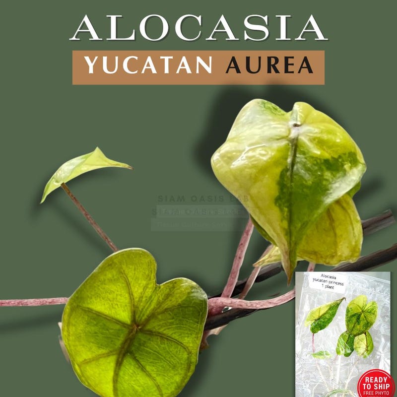 Alocasia princess yucatan variegated - Etsy.de